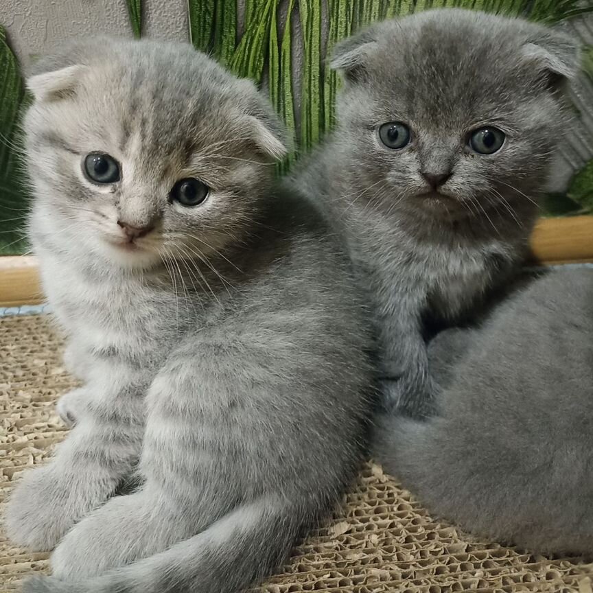 Шотландская