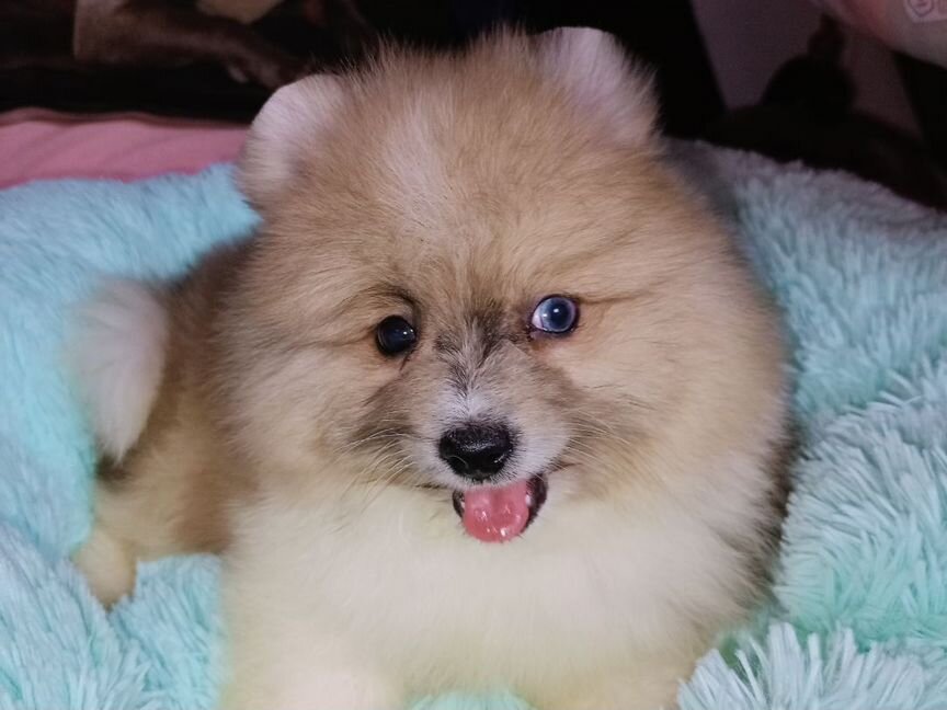 В продаже мальчик шпиц