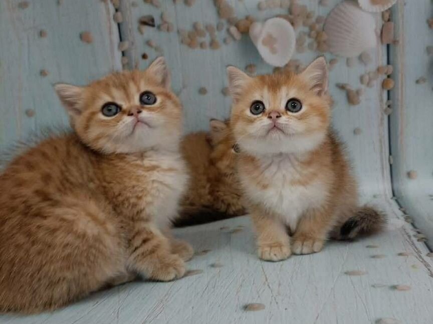 Золотые котята