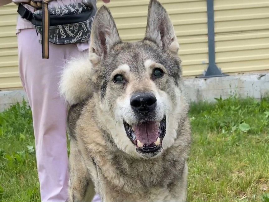 Дайте шанс пожилому песику западно-сибиоская лайка