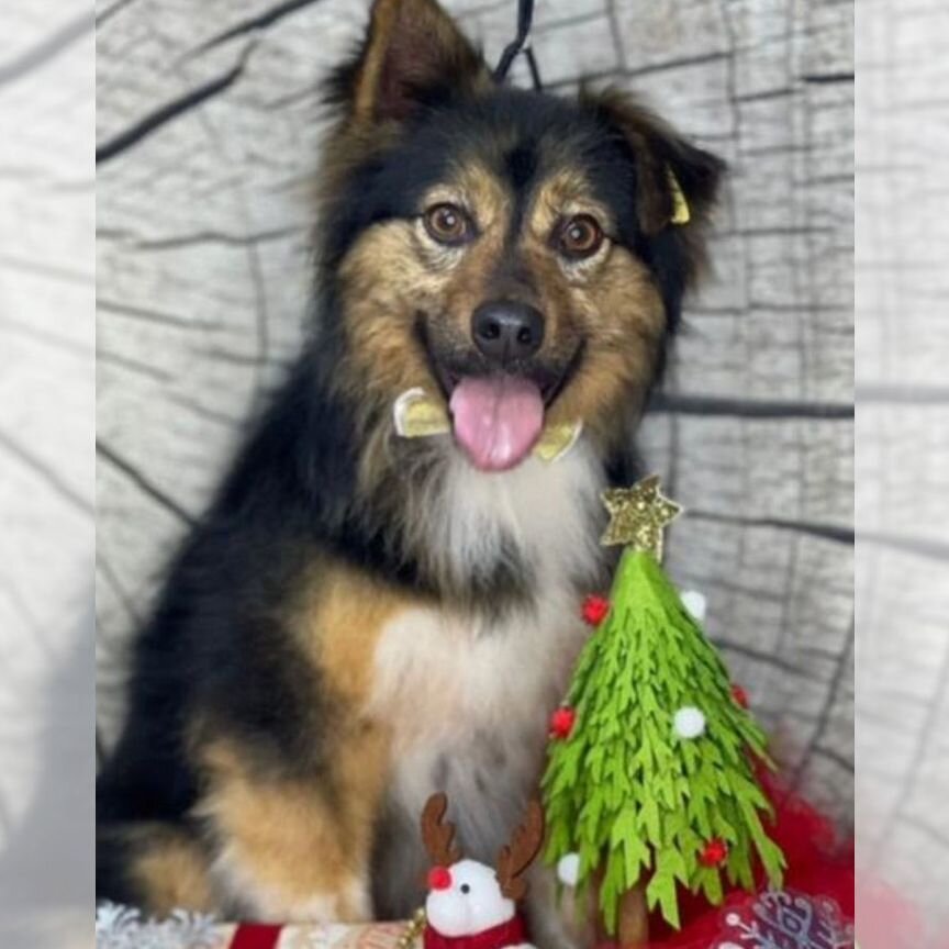 Маленький пушистый друг