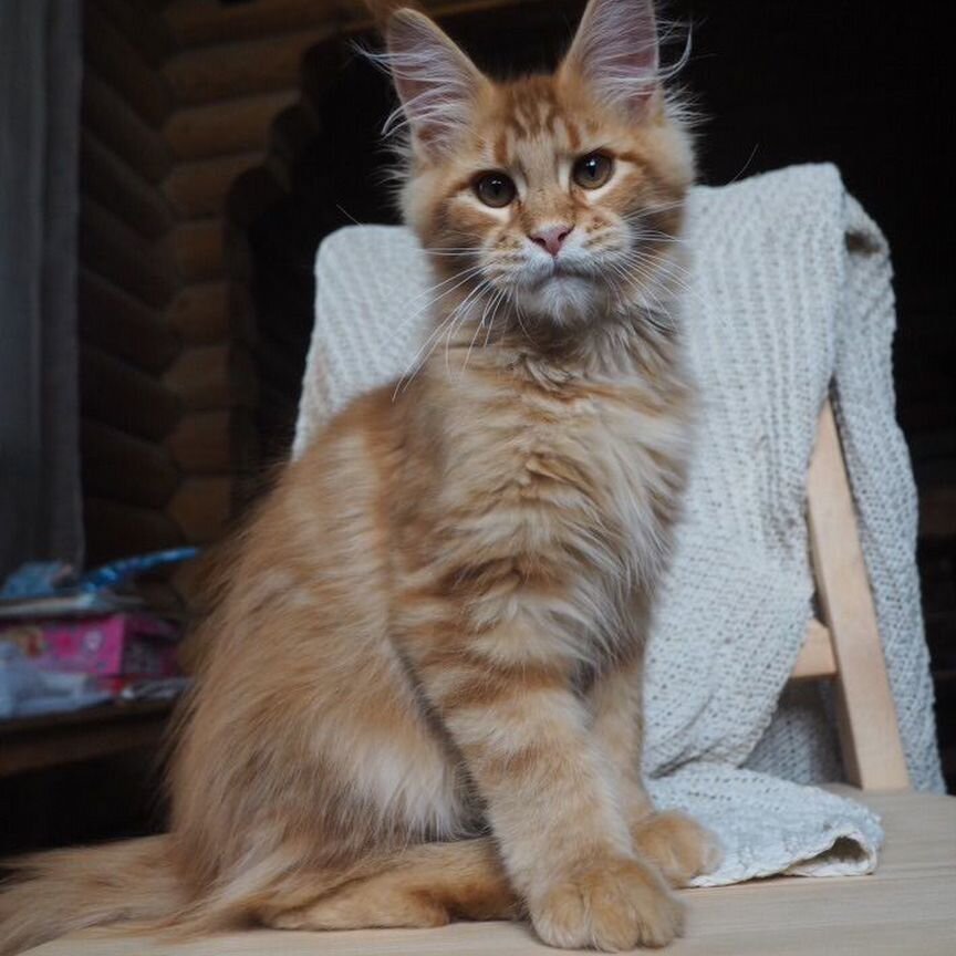 Мейн-кун рыжий котенок