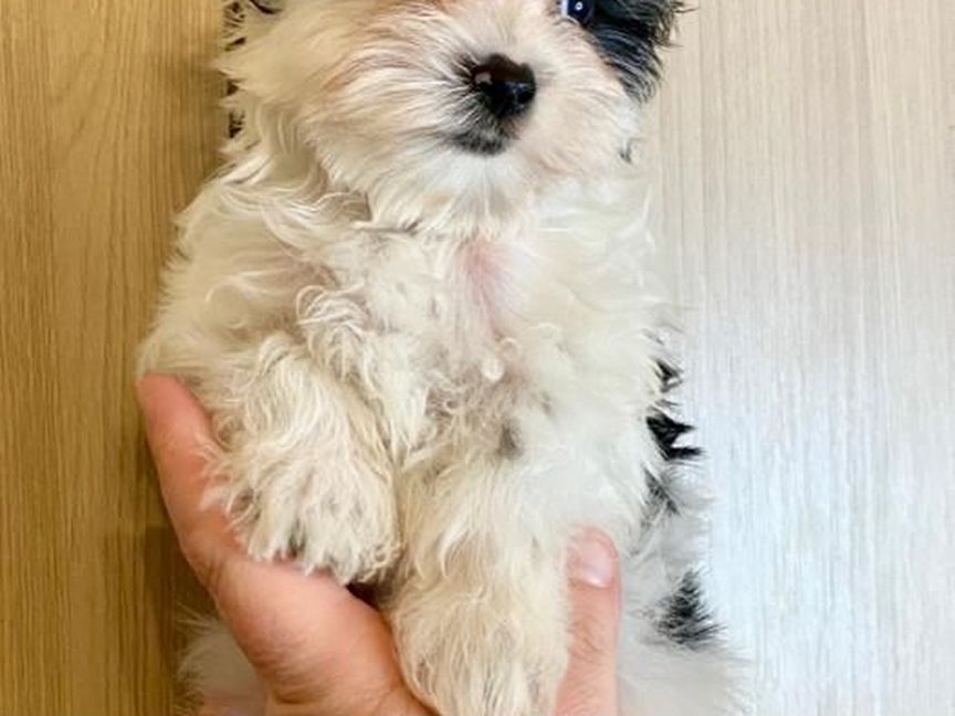 Щенки бивер Йорка мальчики