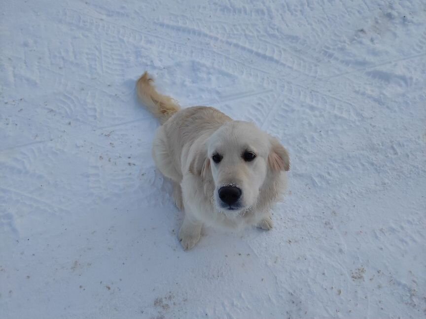 Золотистый ретривер