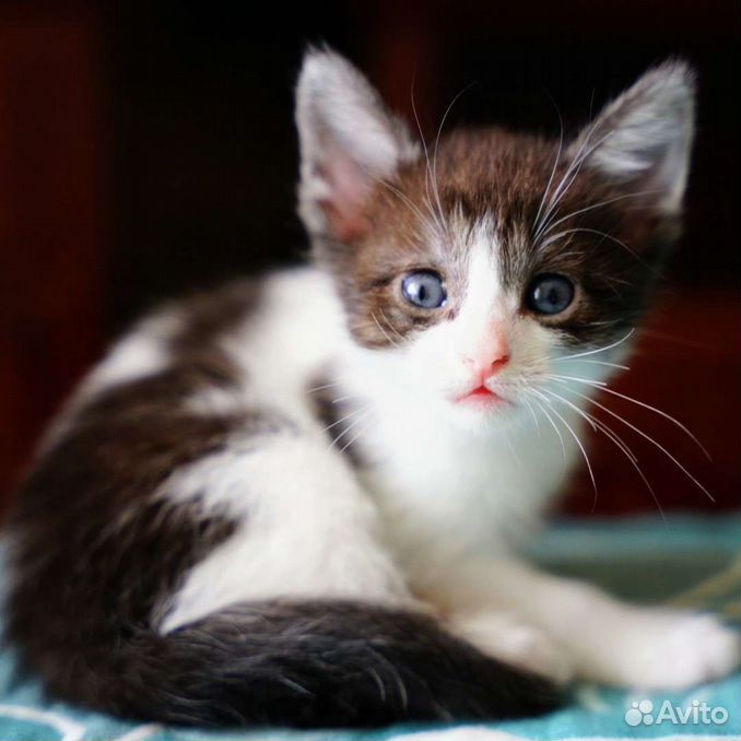 Котенок британский Девочка