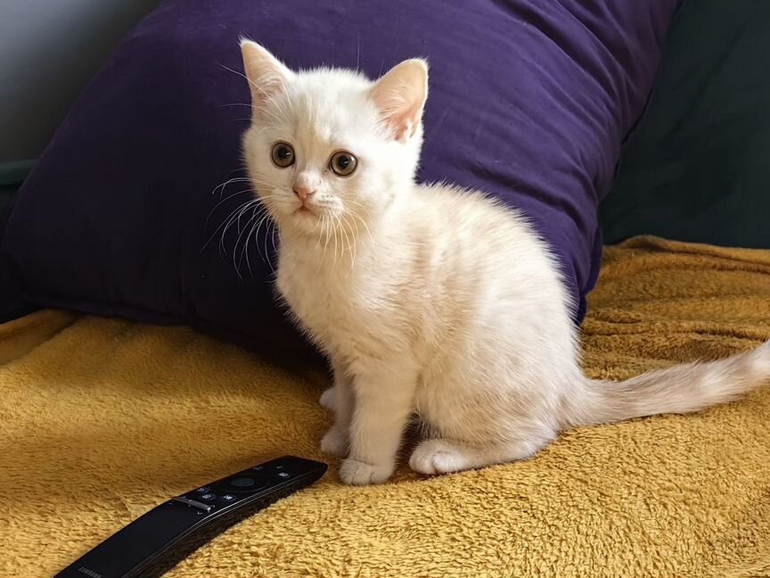 Шотландские котята