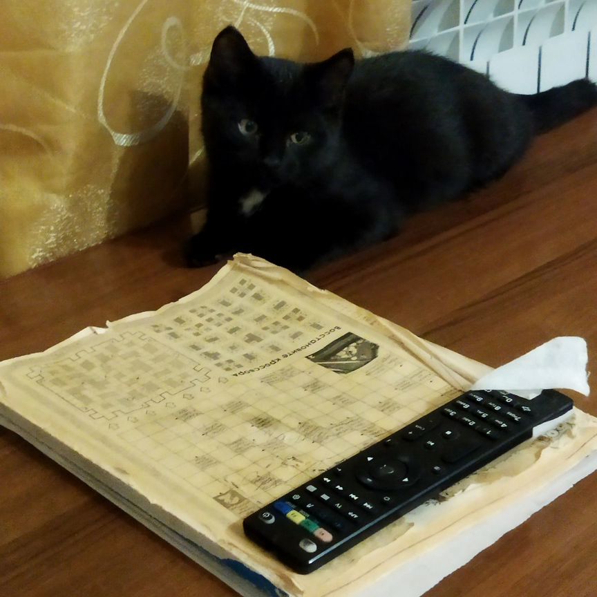 Котёнок в добрые руки