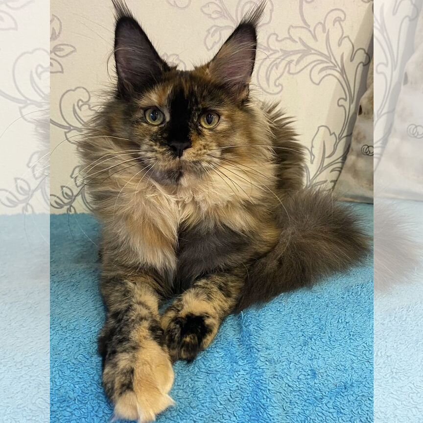 Мейн-кун, взрослая кошка