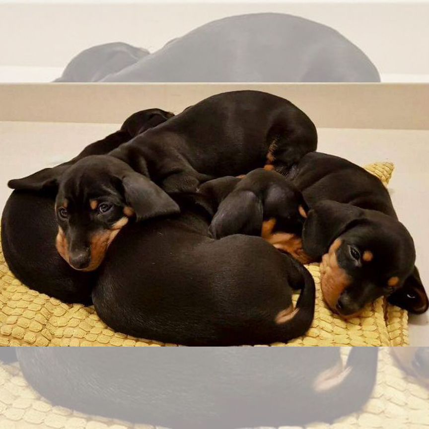 Такса, щенок