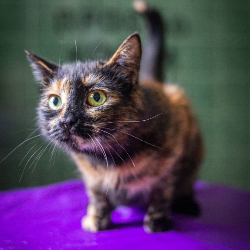 Чудесная кошечка Лейла