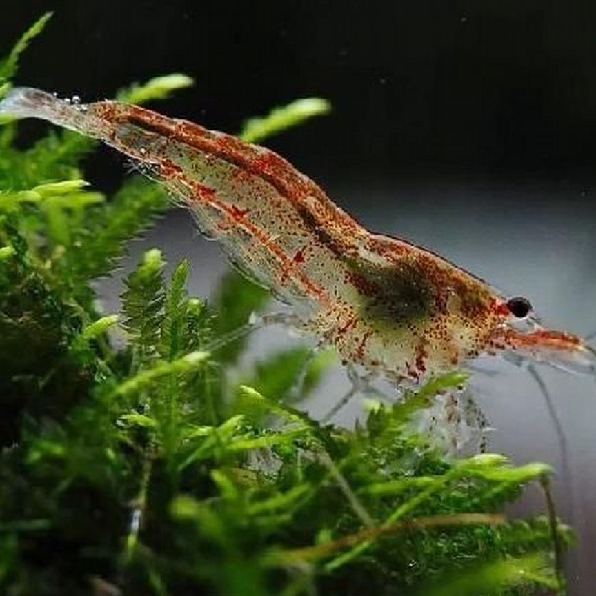 Продам Креветка неокаридина прозрачная