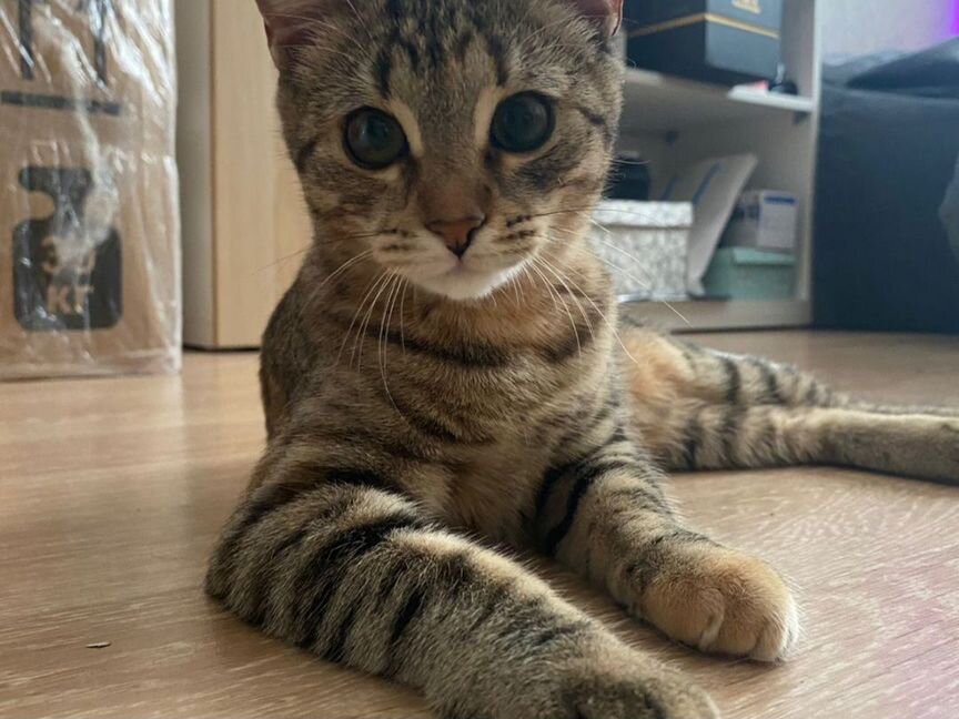 Котенок