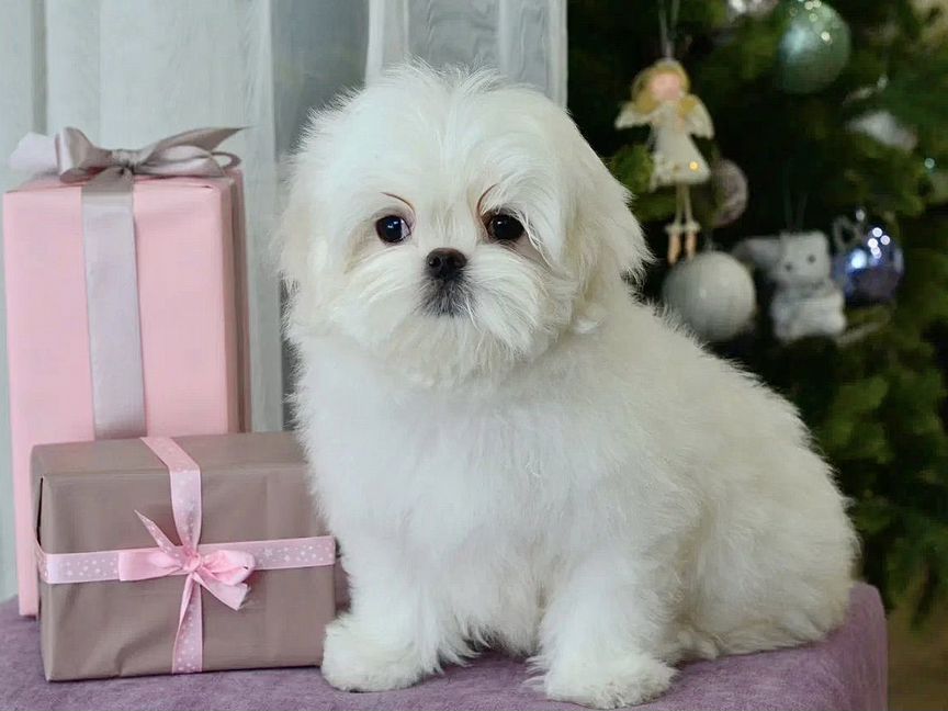 Малышь Maltese (болонка) 100 корея