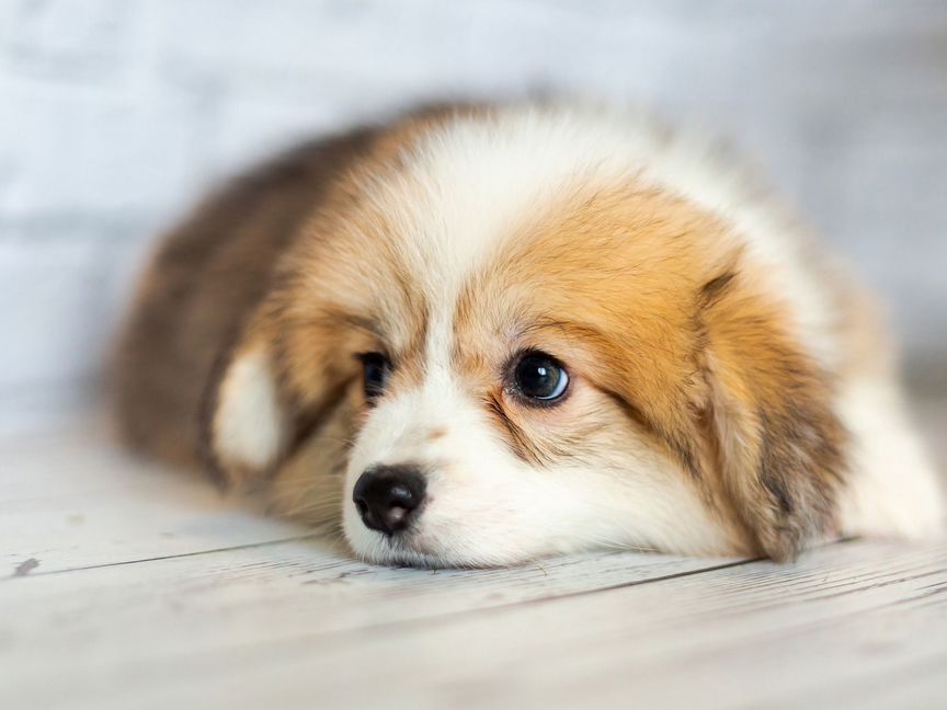 Вельш корги пемброк флаффи