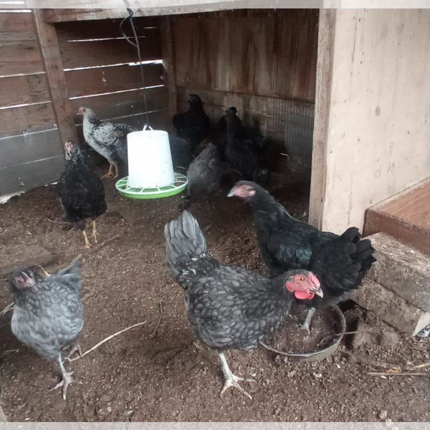 Продам курочек