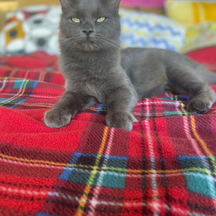 Серая красотка в дар