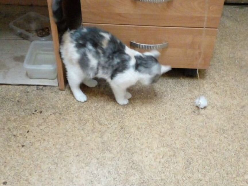 Котенок девочка