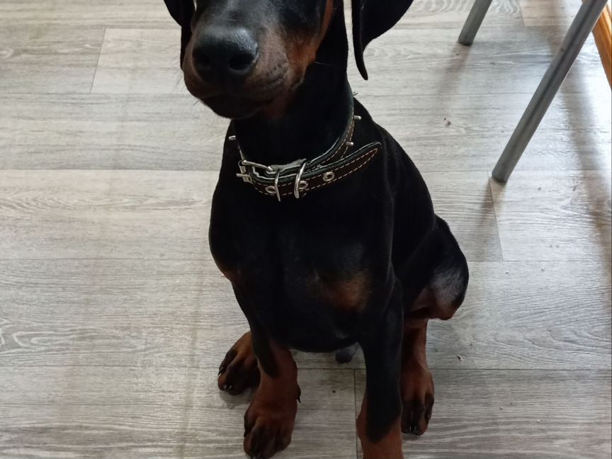 Щенки добермана РКФ