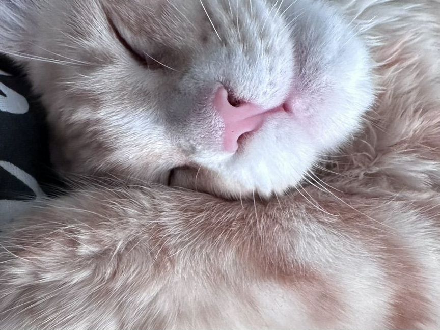 Котенок мейн-кун