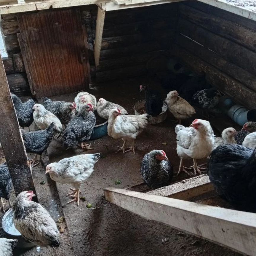 Петухи молодки