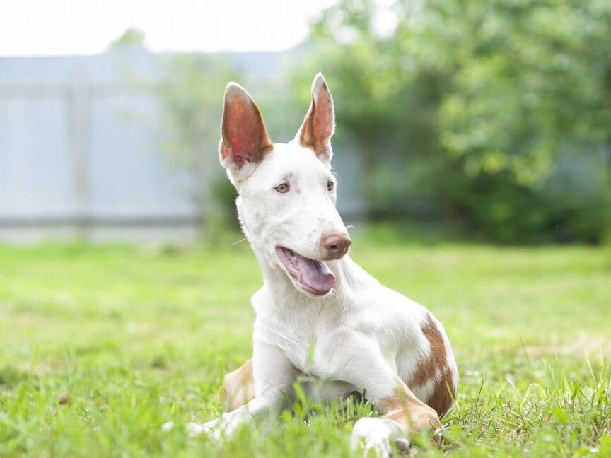 Поденко ибиценко щенки