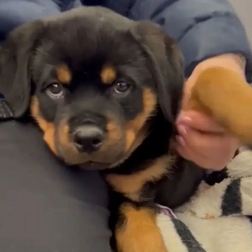 Ротвейлер, щенок