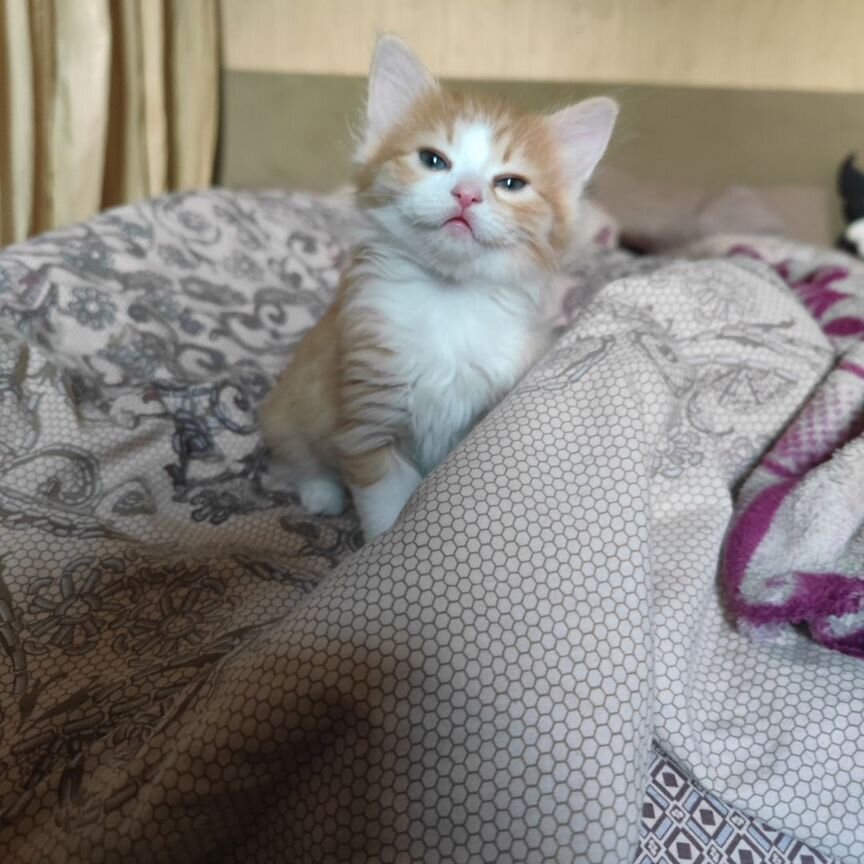 Котята бесплатно в добрые руки