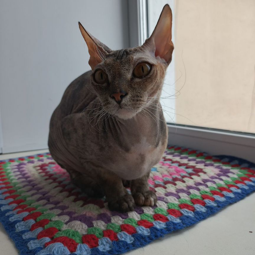 Ищем кота для вязки