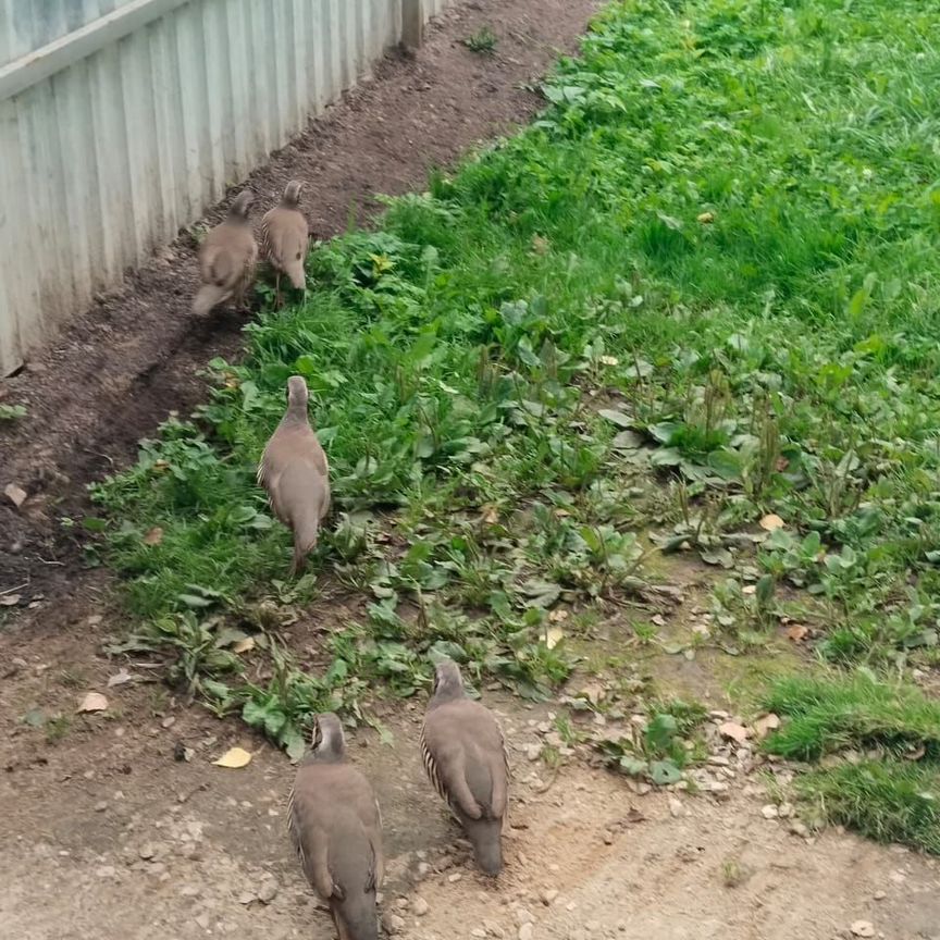 Кеклики куропатки