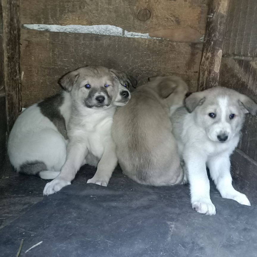 Щенок в добрые руки