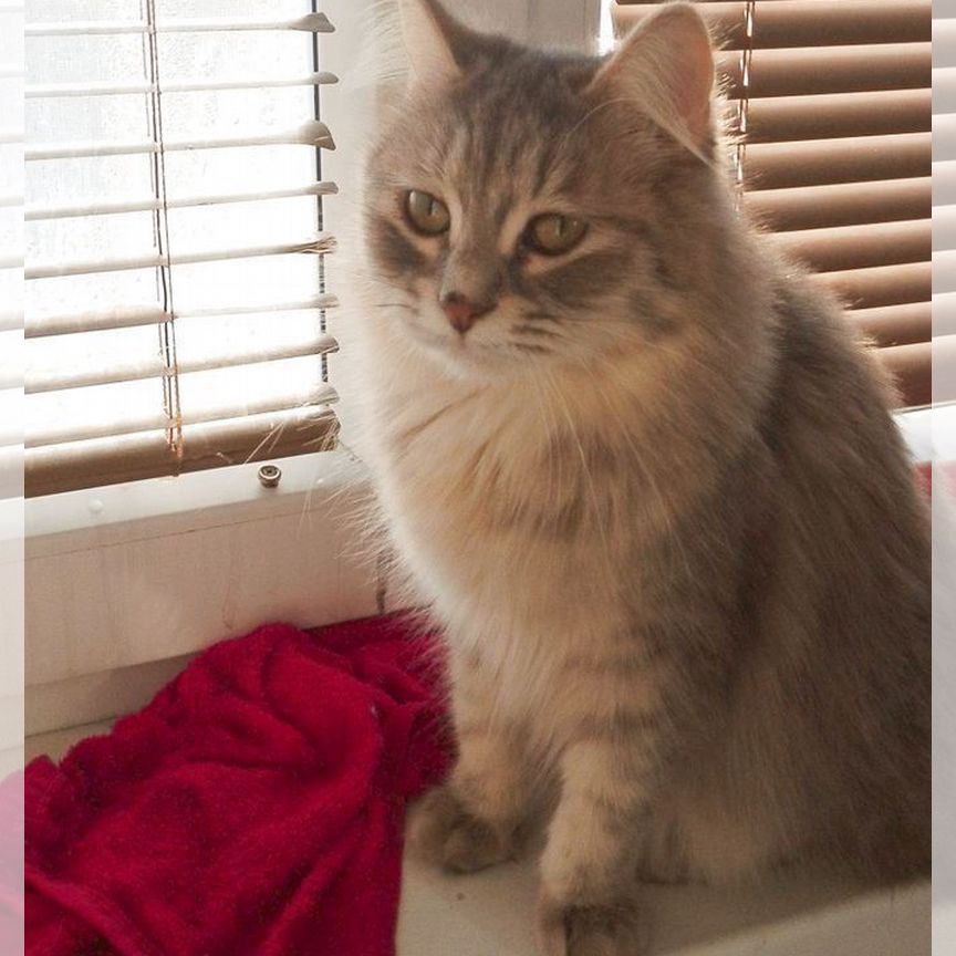 Отдам двух кошек в добрые руки