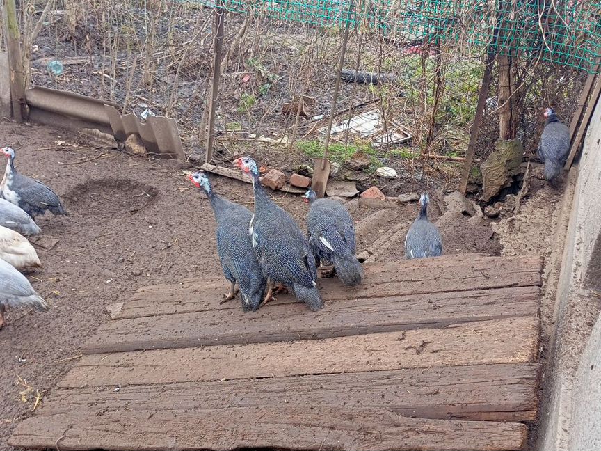 Цесарки тушки