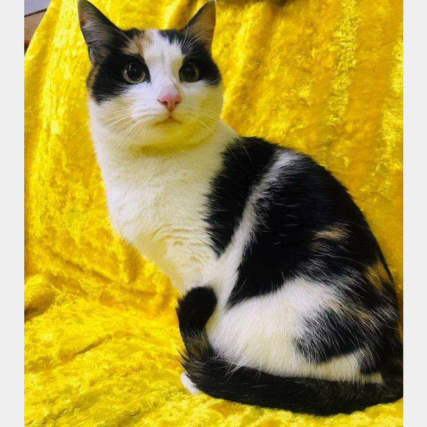 Киса - Алиса - Стерилизованная