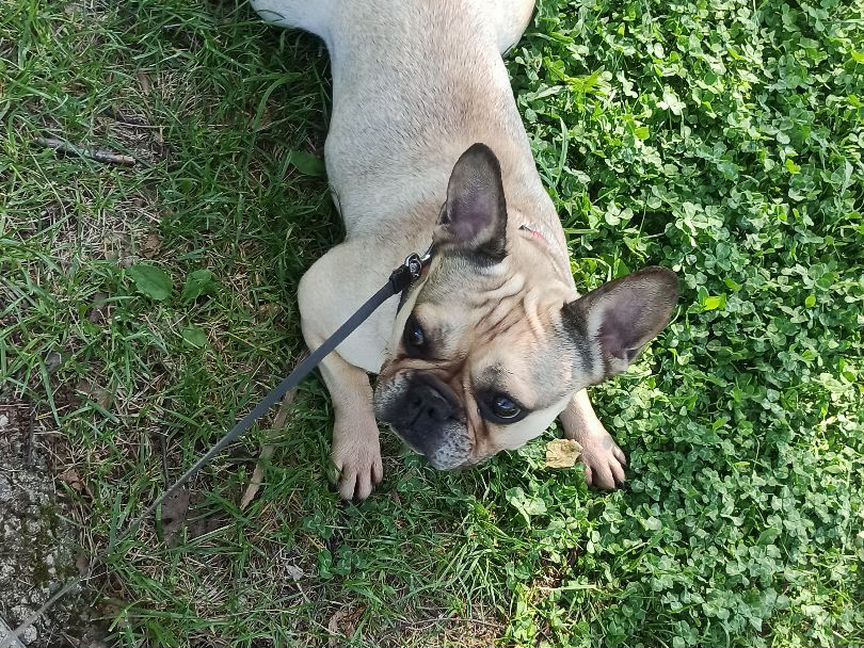 Продаю собаку(мопс)