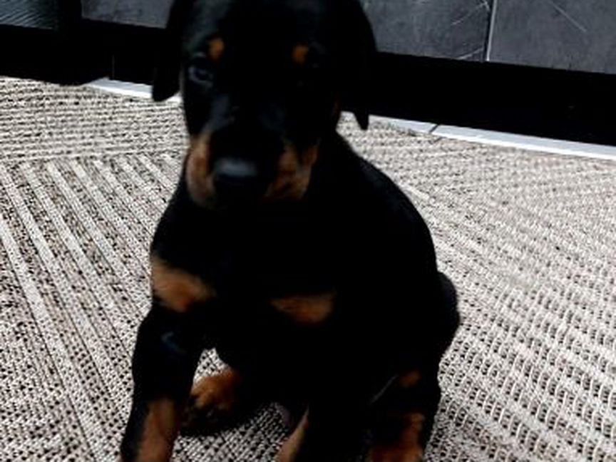 Щенки Добермана чистокровные