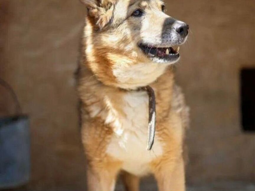 Марта 7 лет за решёткой Собака в добрые руки