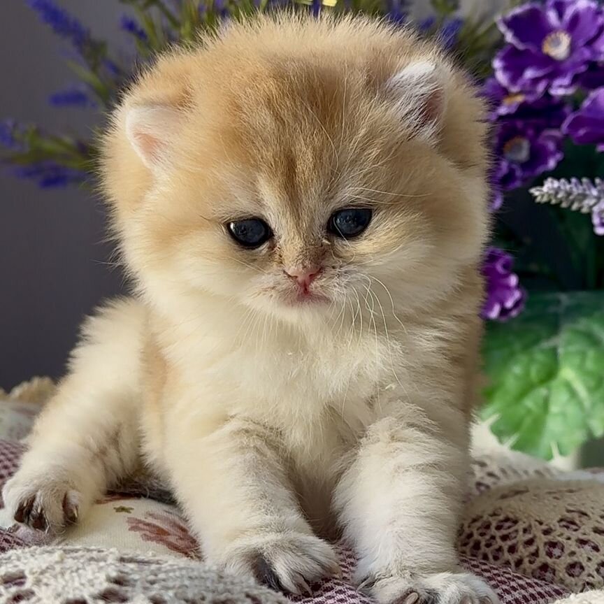 Британский короткошёрстный котёнок