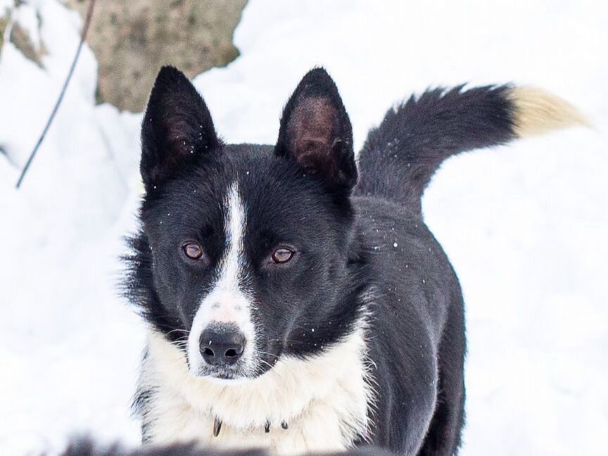 Офелия,собака для детей