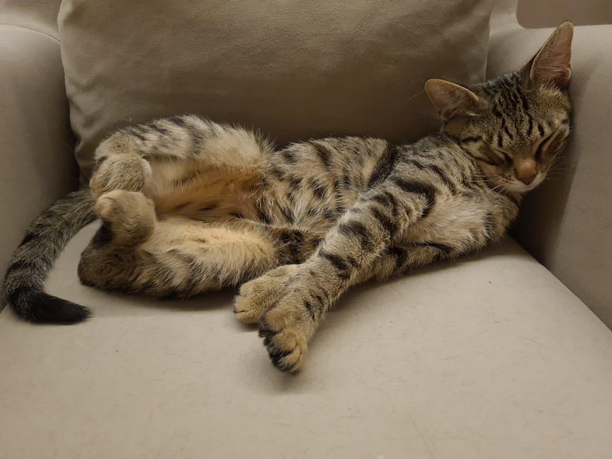 Котята котаны в добрые руки