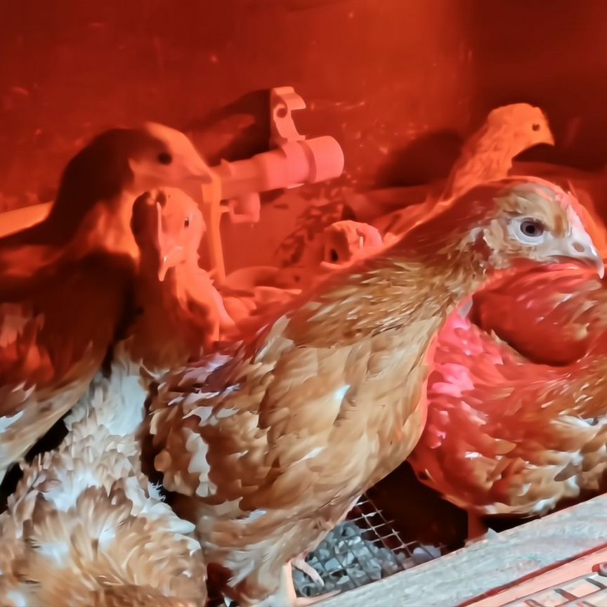 Цыплята рыжая несушка