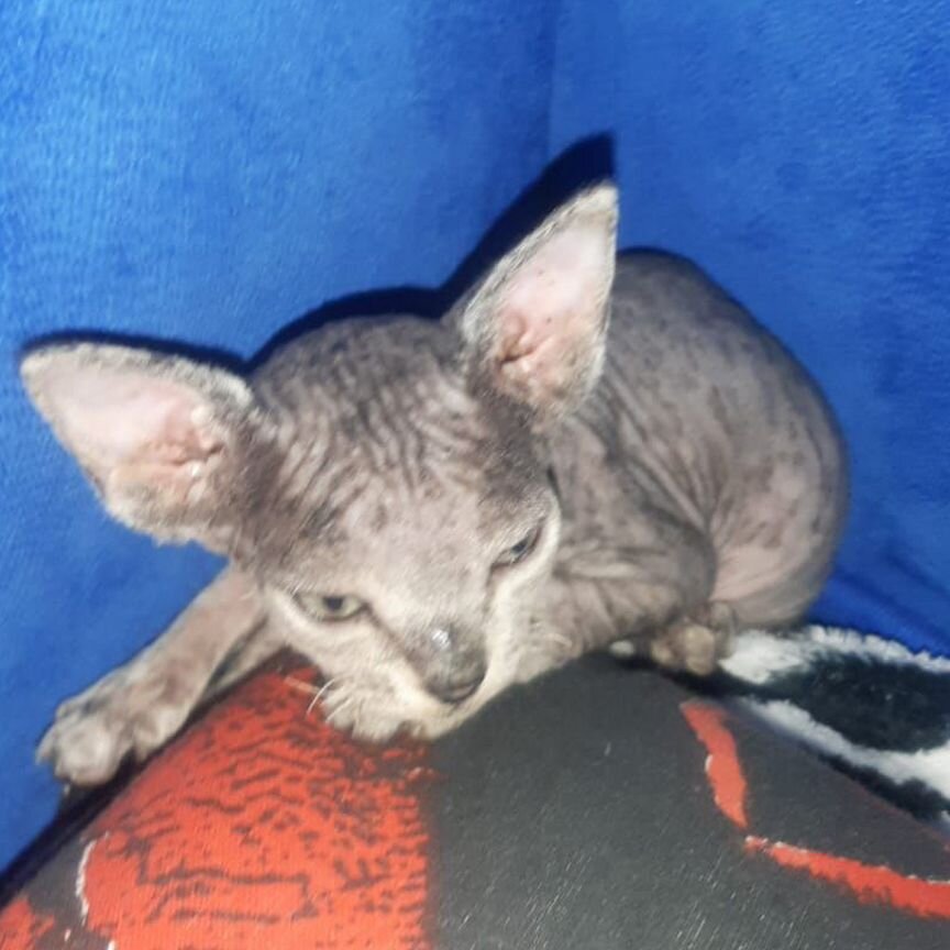 Продаётся кошечка