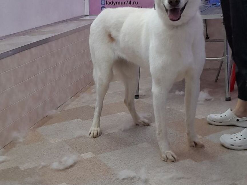 Большая белая собака
