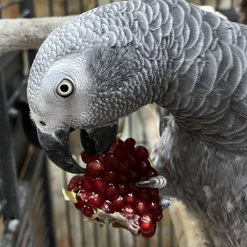 Попугай крупный говорящий