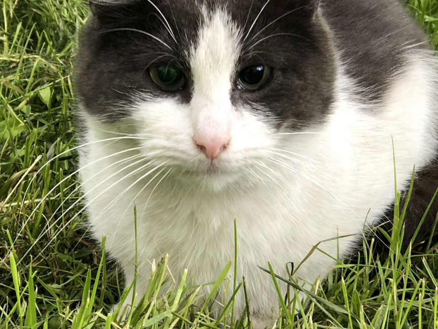 Кота в добрые руки, брат Фунтика