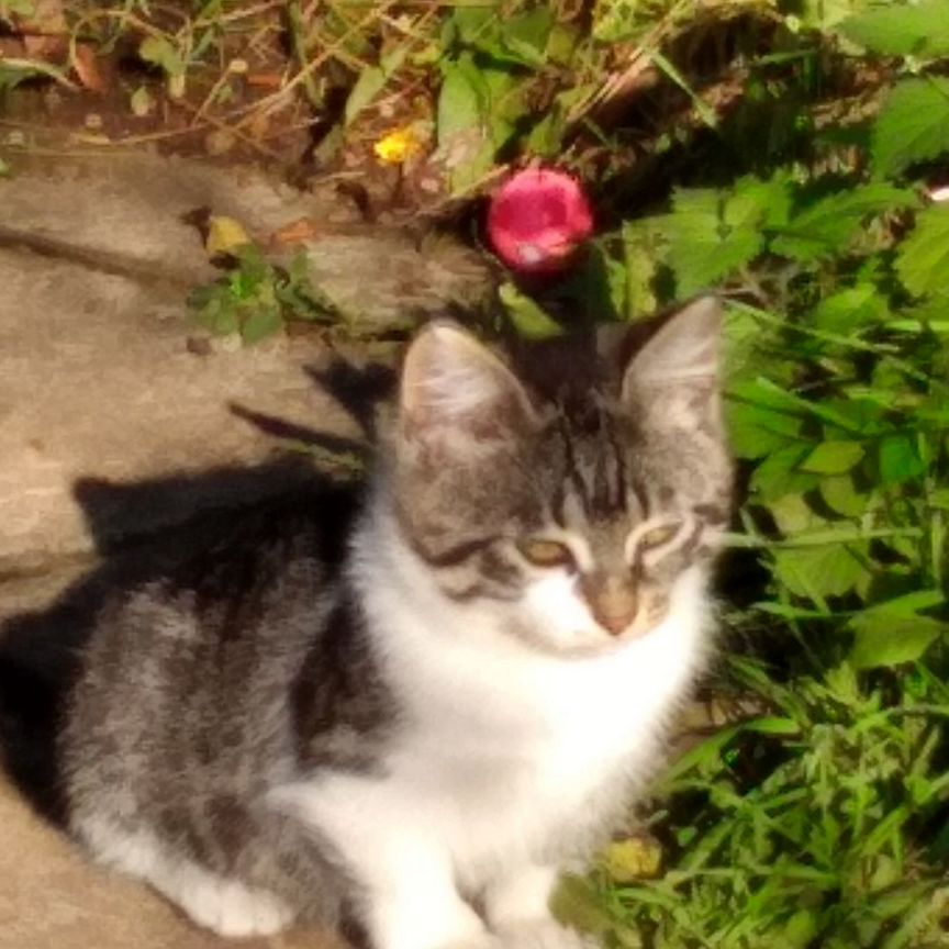 Котёнок из садоводства