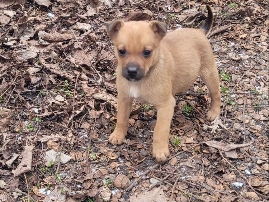 Щенок от мелкой собвчки