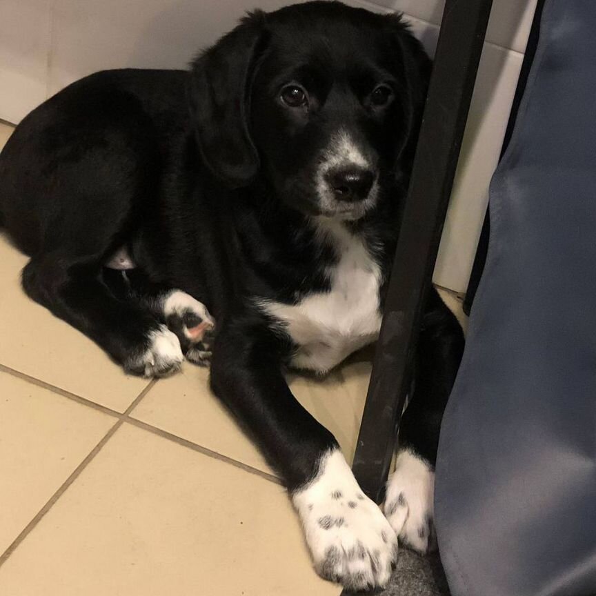 Русский охотничий спаниель, щенок