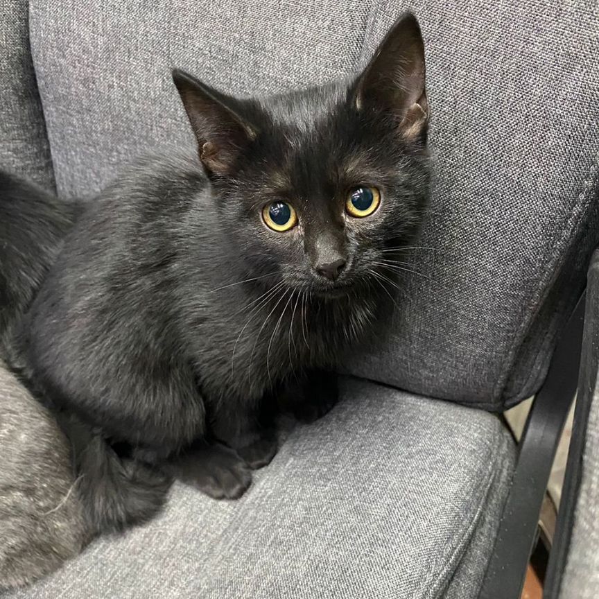 Котята в добрые руки бесплатно