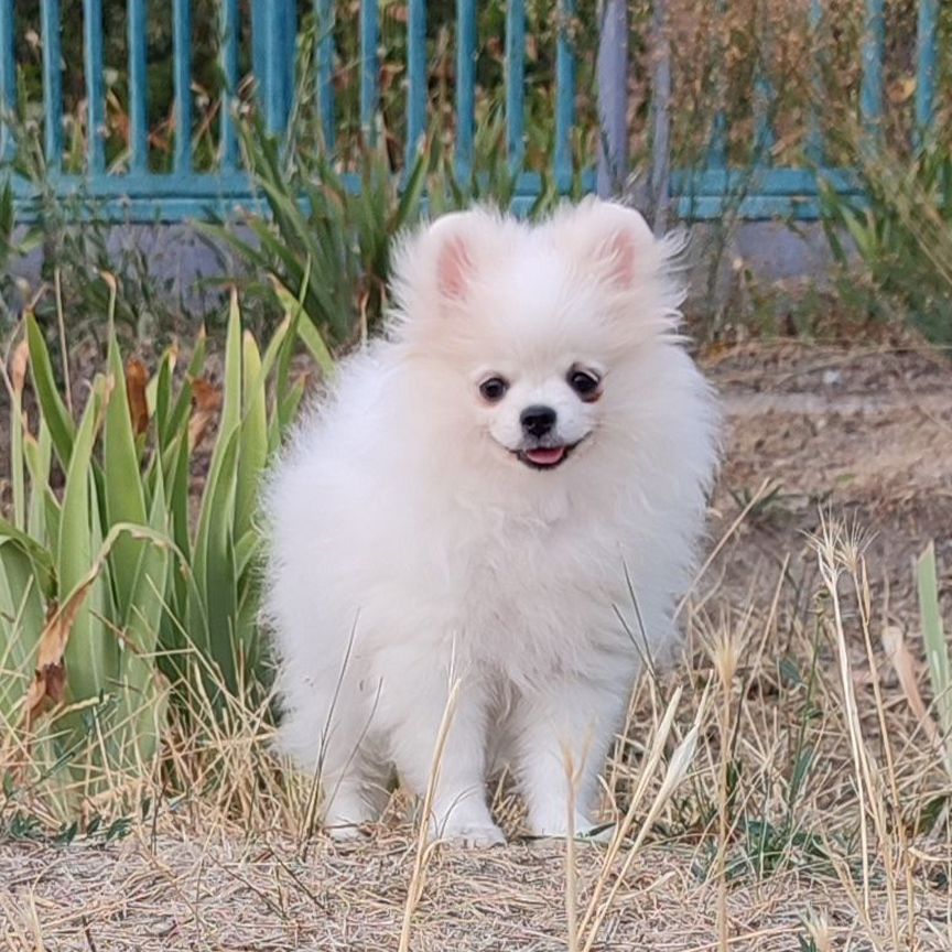 Померанский шпиц