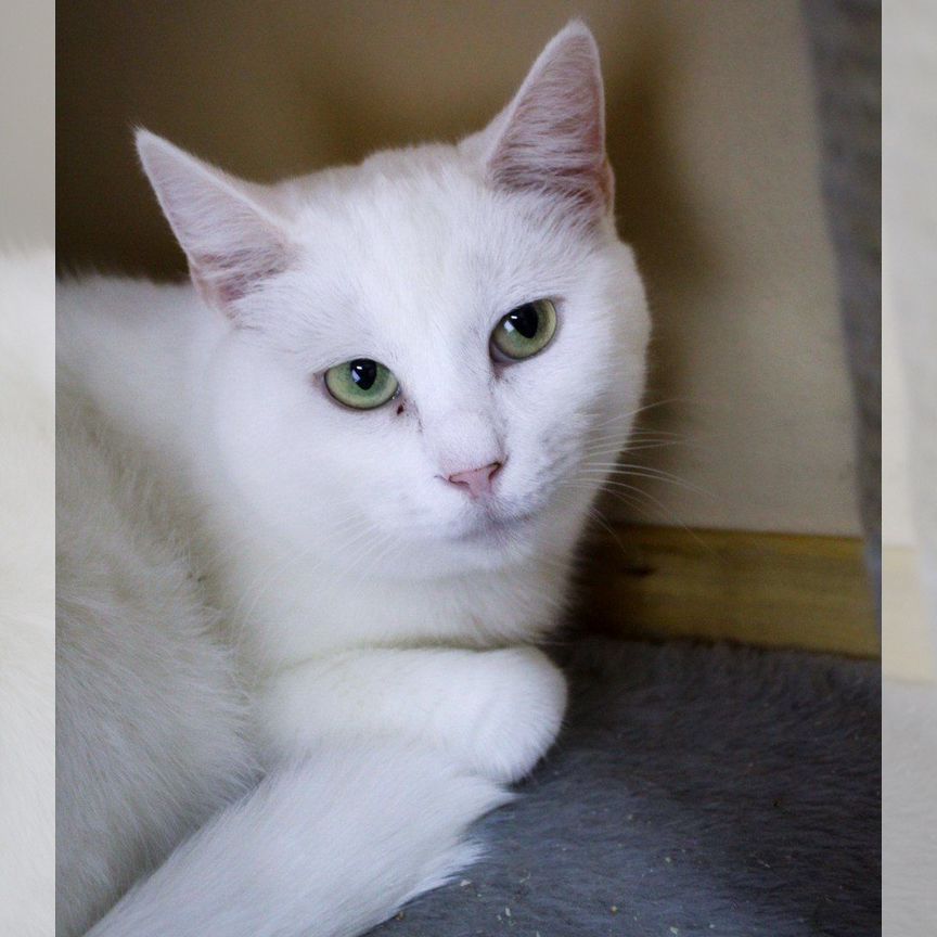 Эльза в добрые руки